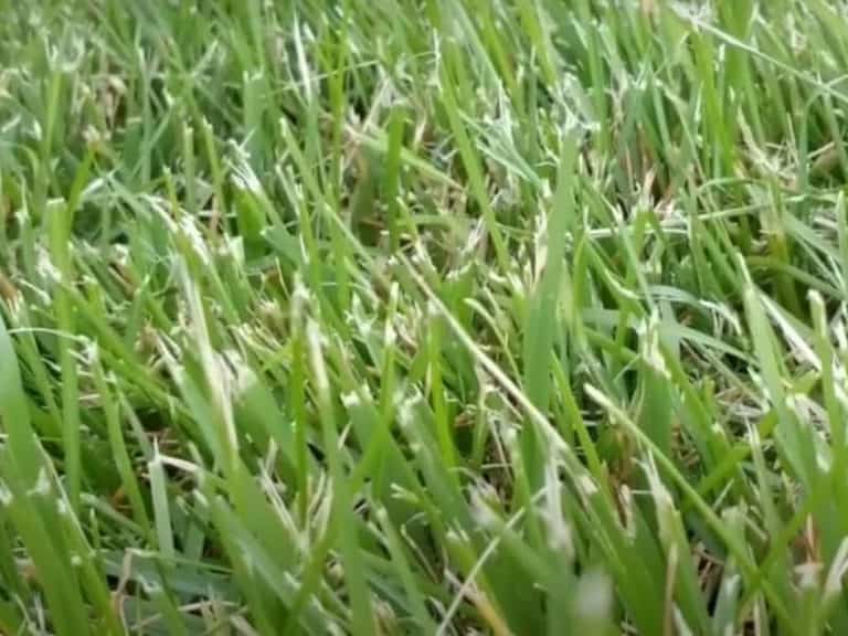 Why Are My Grass Blades Turning White