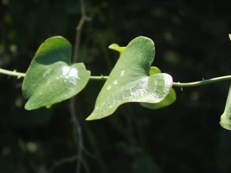 How To Get Rid Of Briars