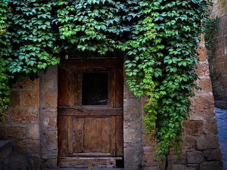 How To Kill Virginia Creeper