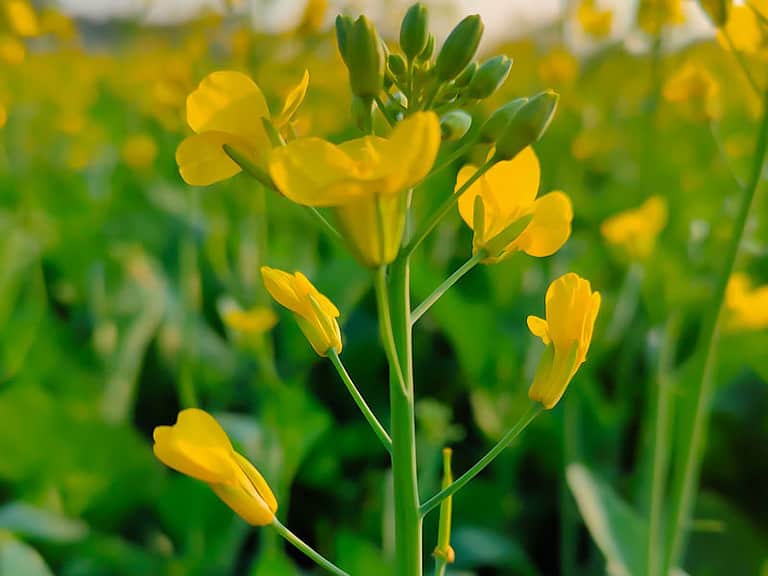 What Does A Mustard Seed Grow Into
