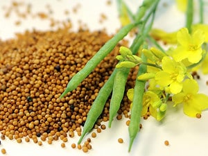 What Does A Mustard Seed Grow Into