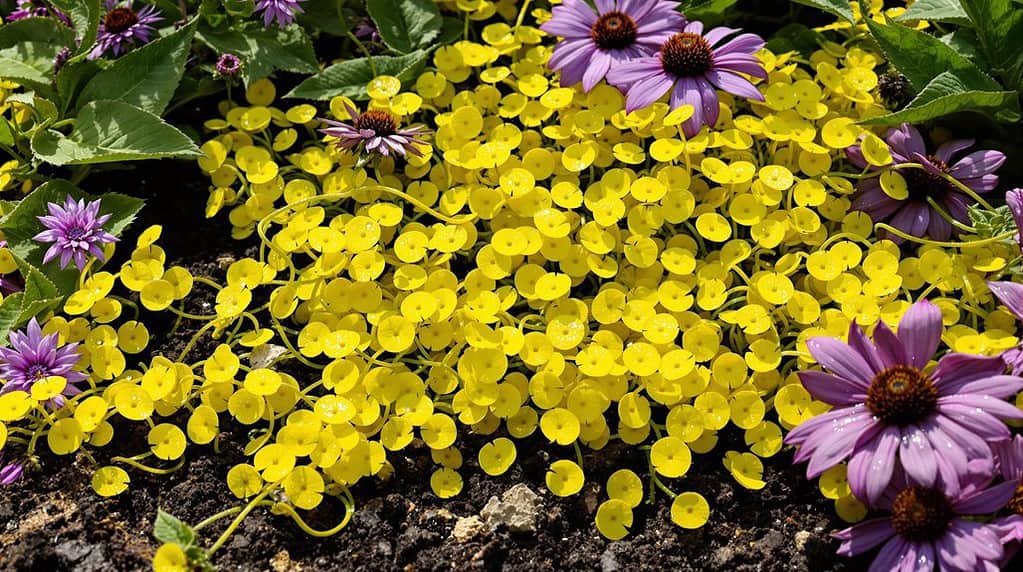 Manage Creeping Jenny in Your Garden: Tips & Strategies